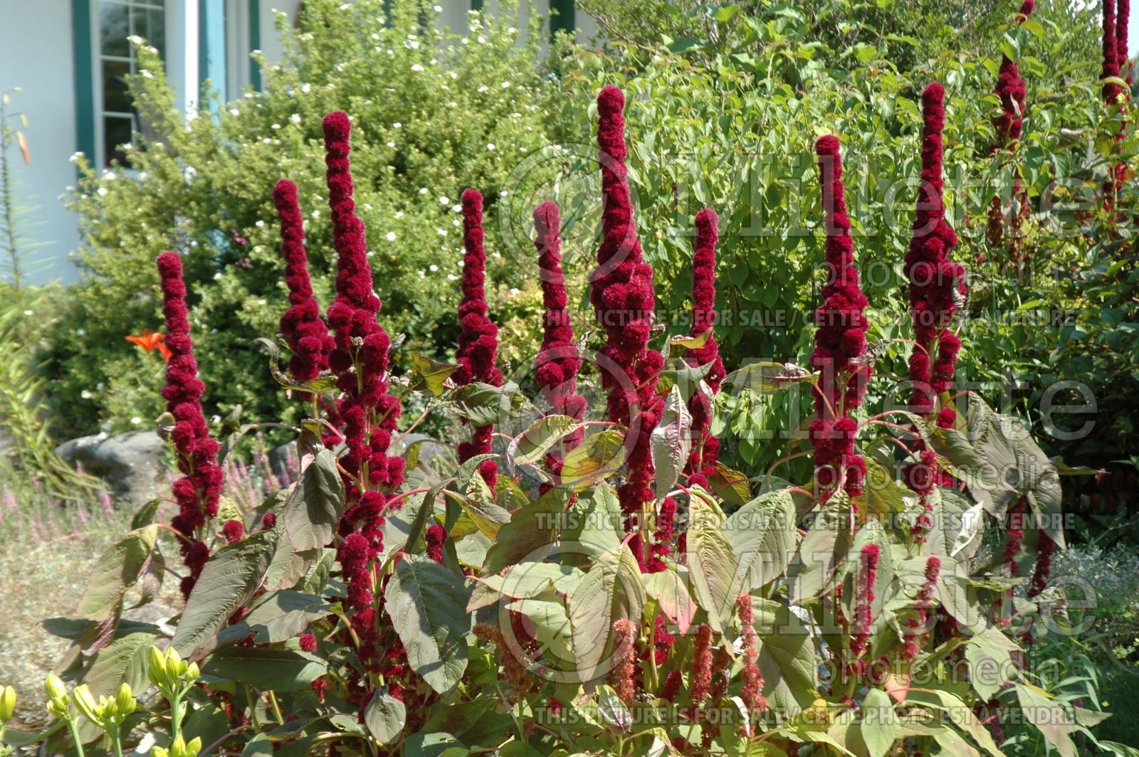 Amaranthus Red Cathedral (Amaranth)