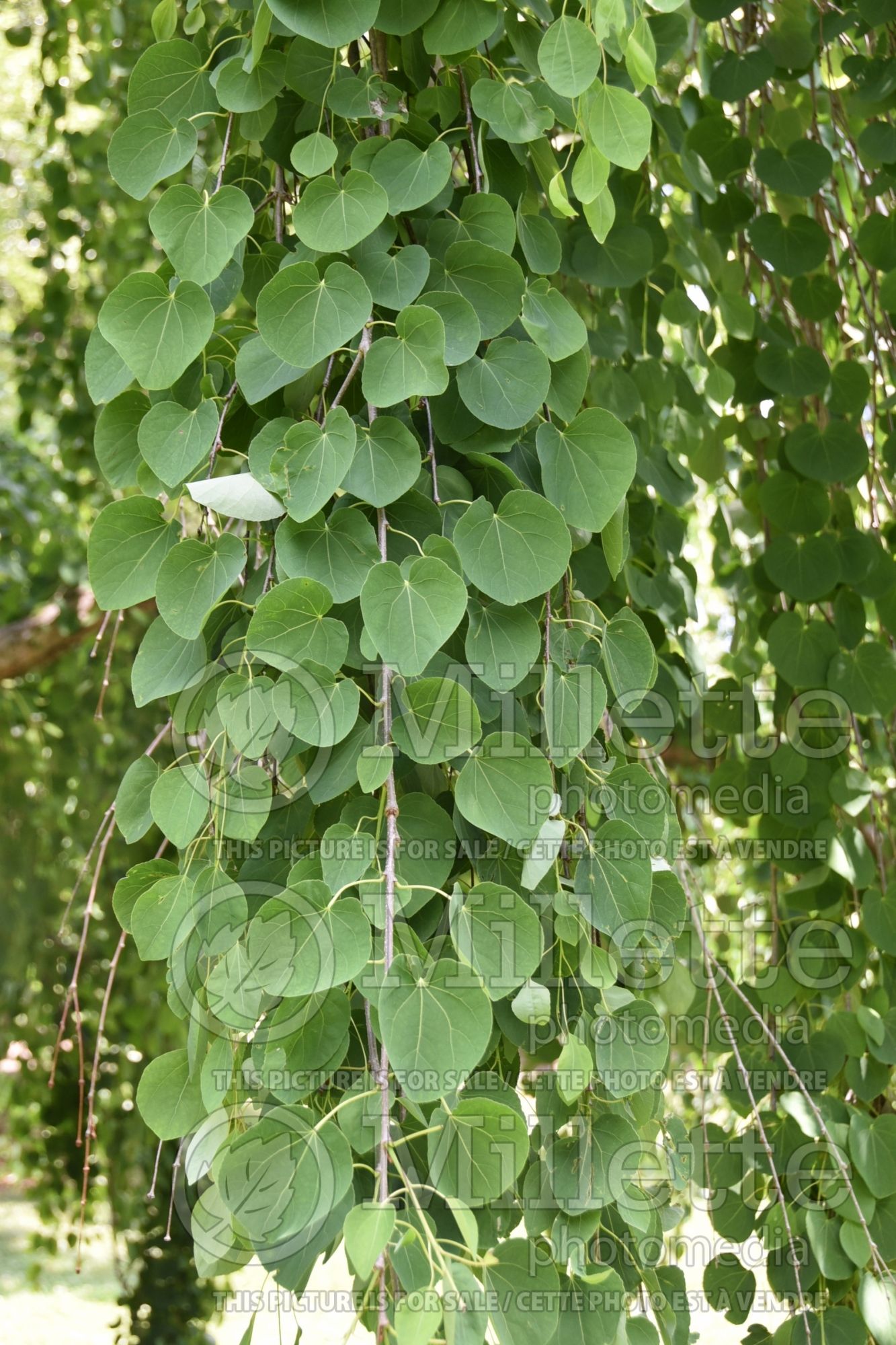 Cercidiphyllum Morioka Weeping (Katsuratree Judas-tree)