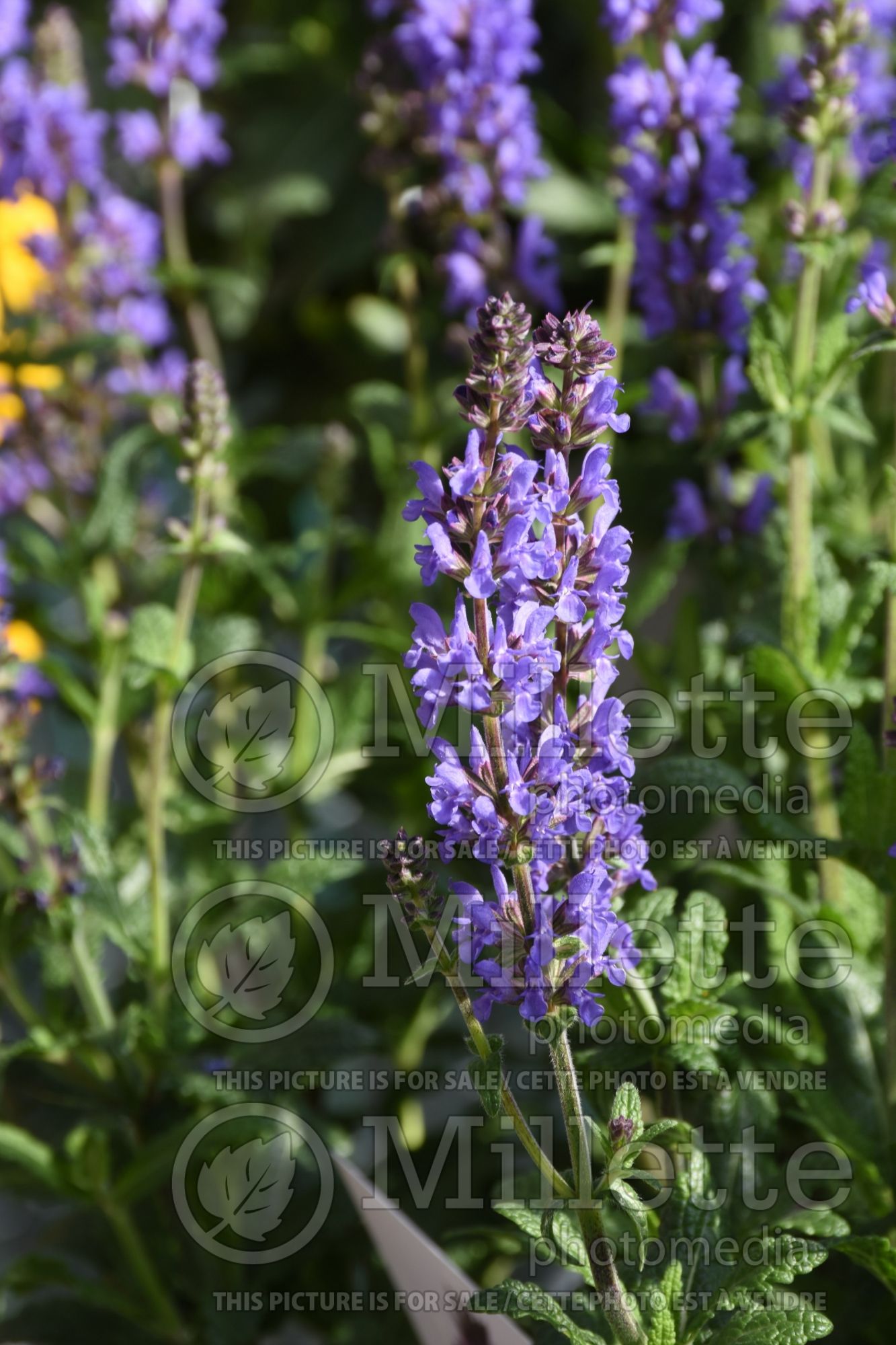 Salvia Spring King Mini (Sage)
