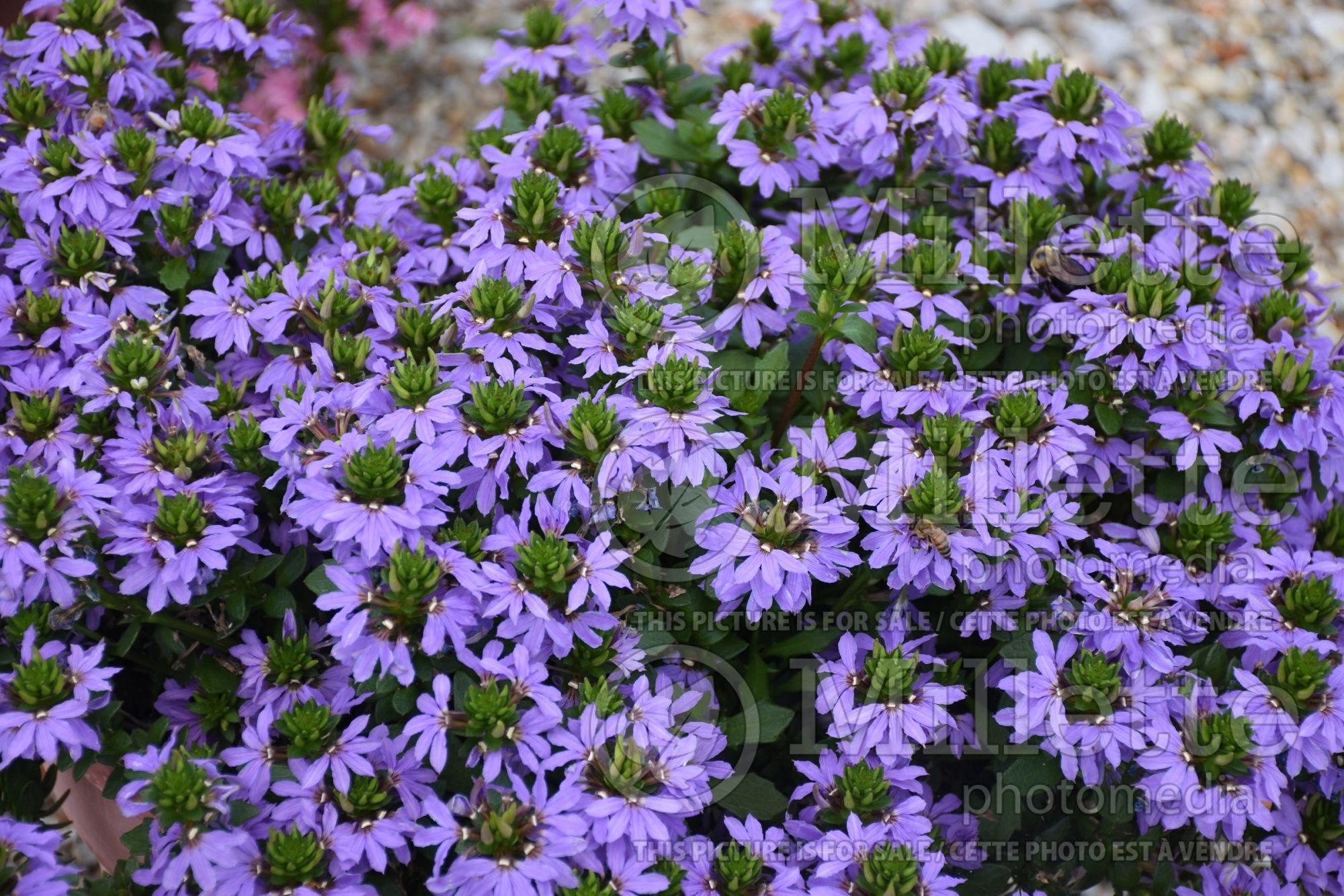 Scaevola Blue Touch (Scaevola Fan Flower)