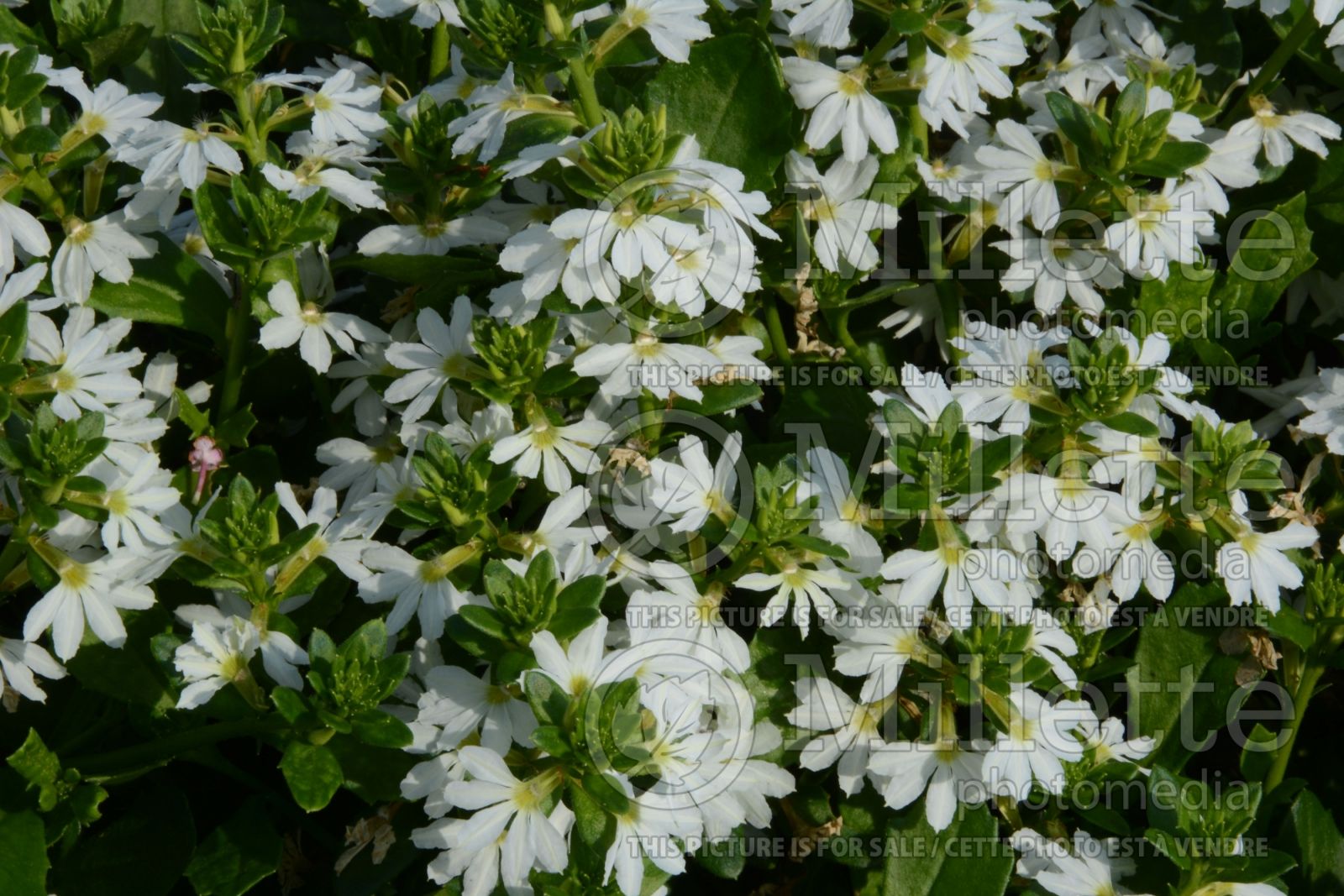 Scaevola White Flowers | Best Flower Site