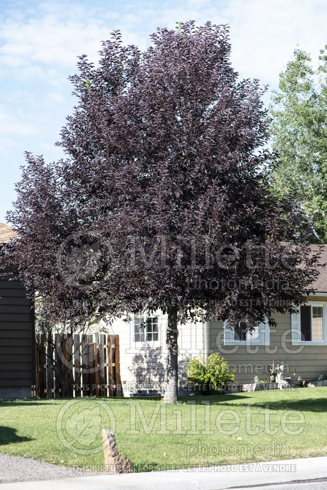 Photo Of Prunus Canada Red Chokecherry 